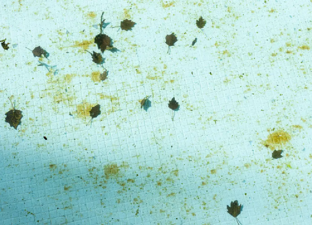 Pool Maintenance For Algae Control: How To Prevent And Remove It ...